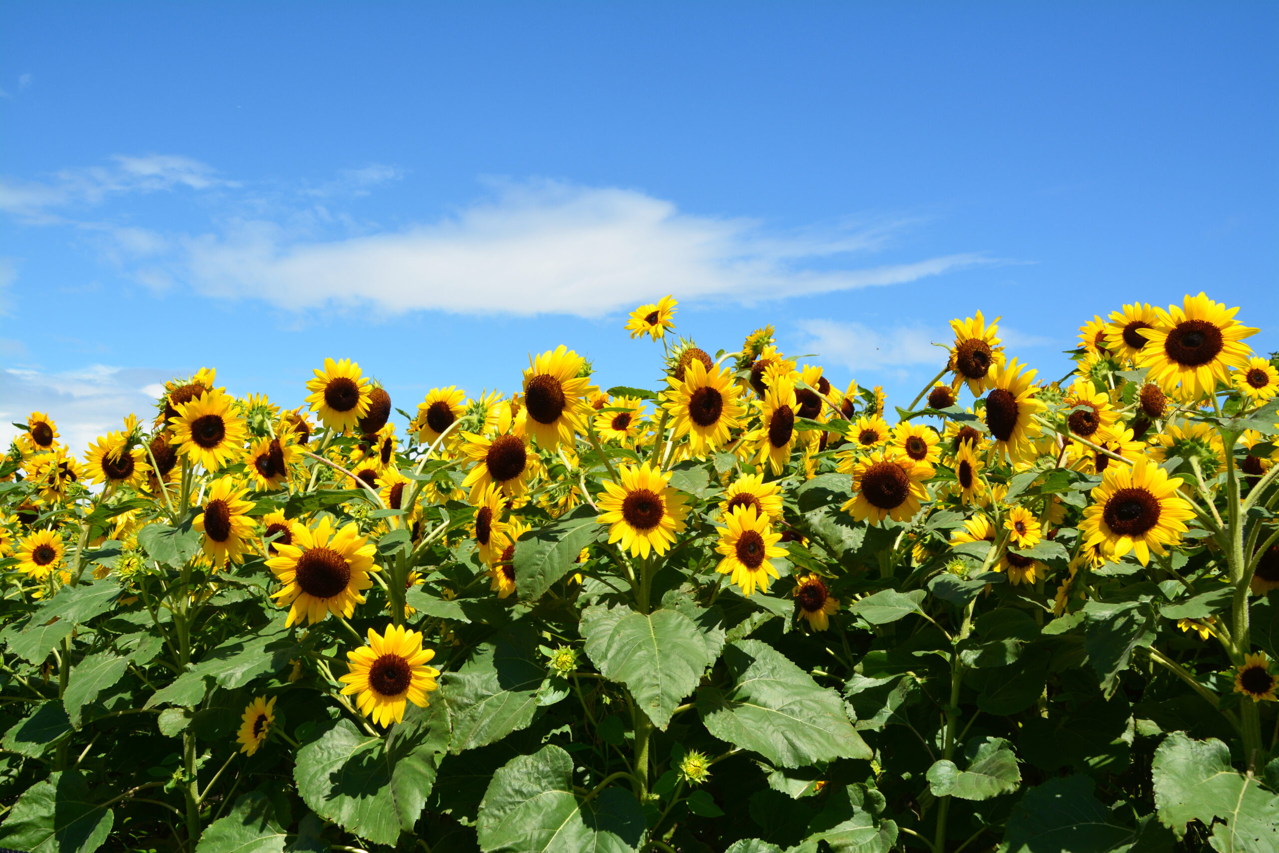 夏休みも新ブレ？・・・アツイね! | 新宿でサバゲーするならBrave Point